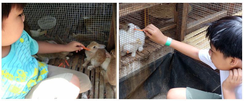 Fun Farm at Sta.Elena Sta.Rosa Laguna - Mommy Levy