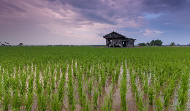 6 Interesting Facts about Rice Cultivation in the Philippines - Mommy Levy