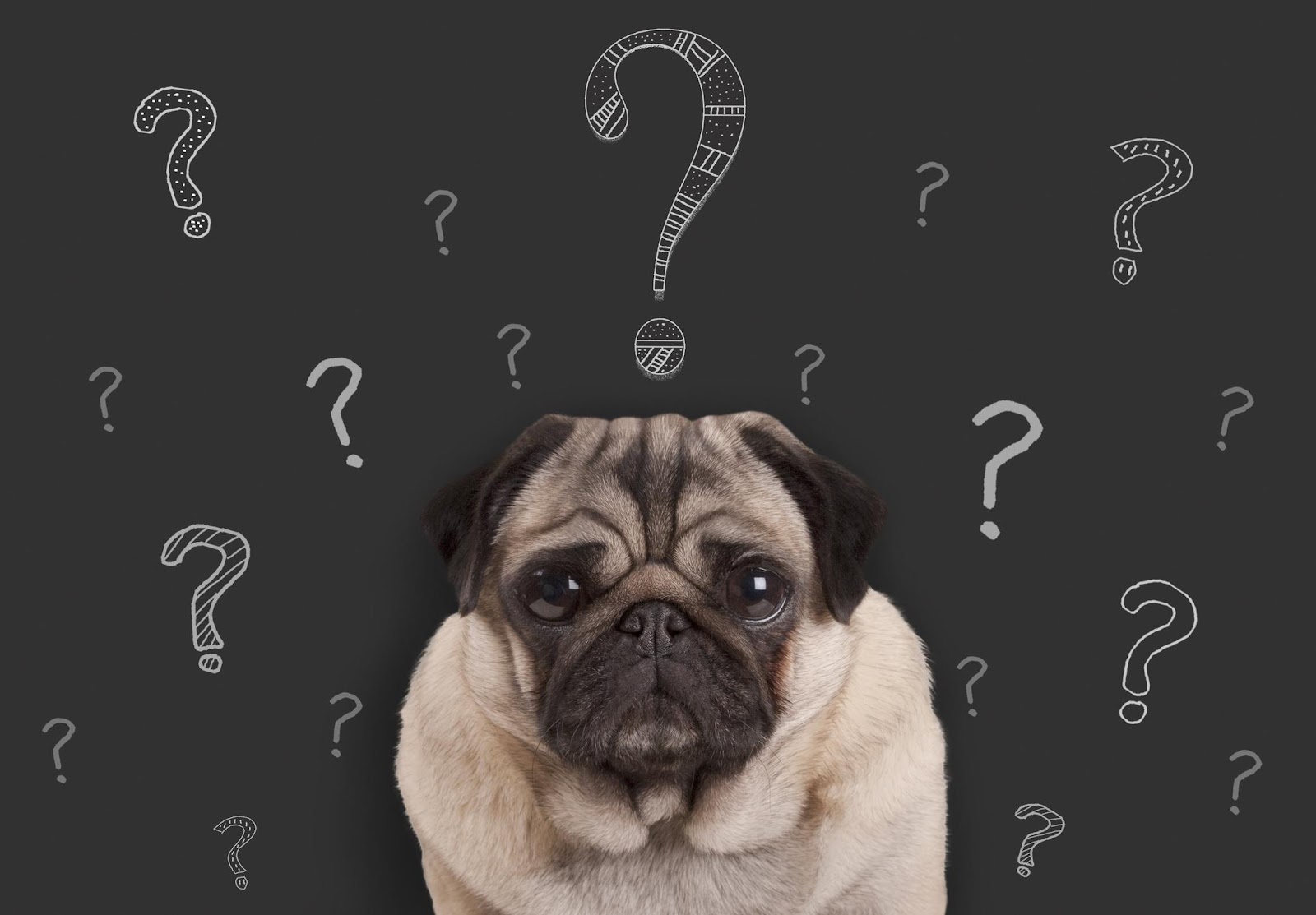 Do These 6 Uncommon Animals Make Good Pets? - Mommy Levy